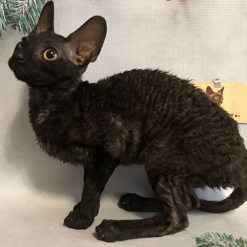 Корниш-рекс котёнок