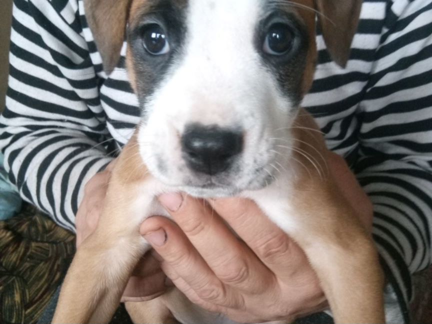 Щенки стаффорда