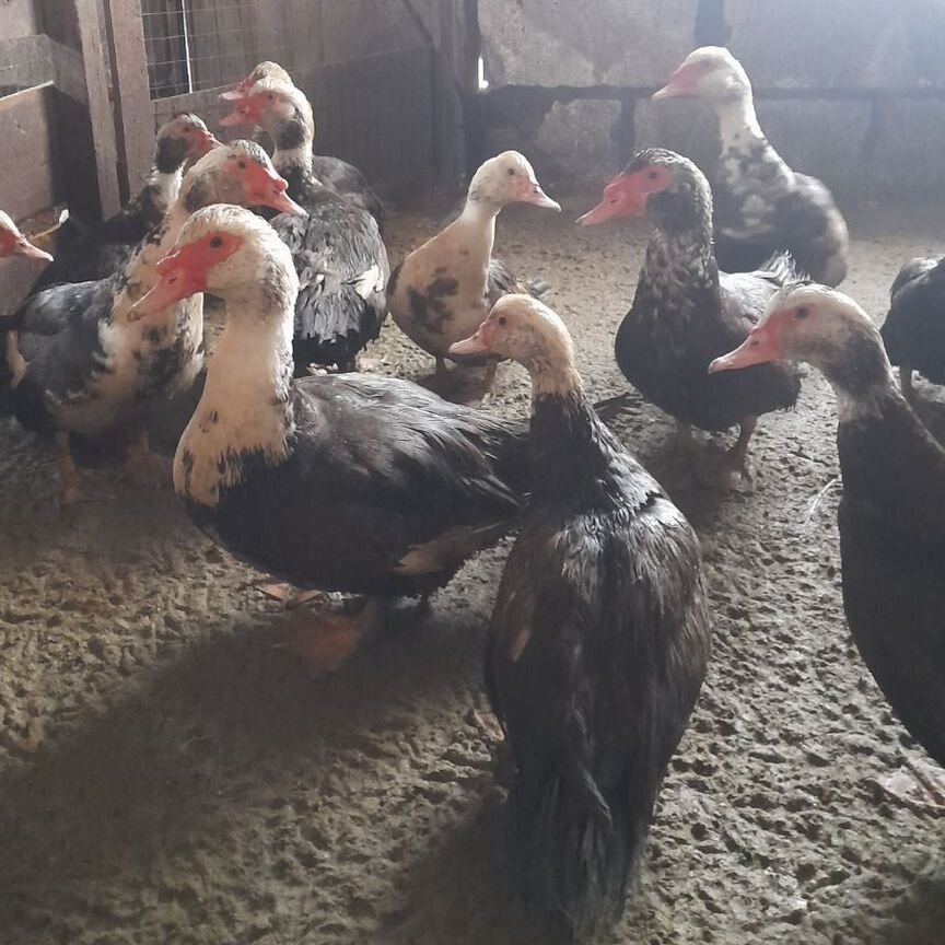 Мускусные утки тяжелые линии