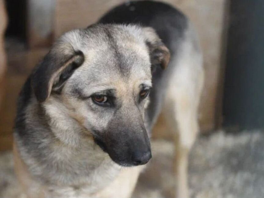 Скромная Октавия нуждается в доме