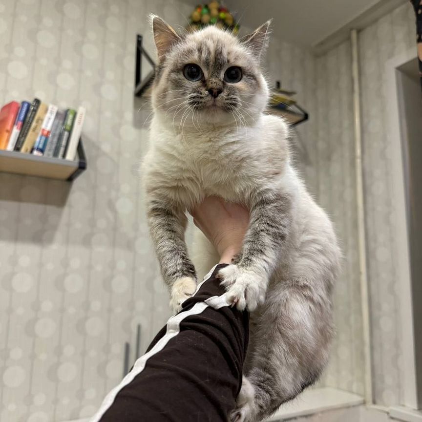 Девочка 3.5 мес