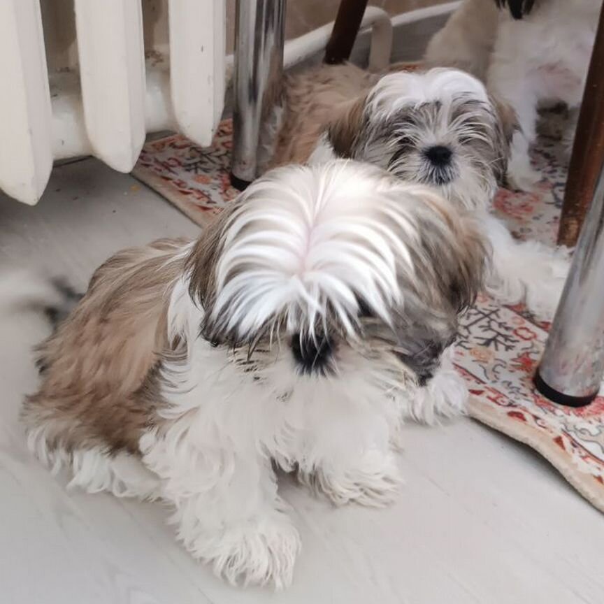 Ши-тцу, щенок