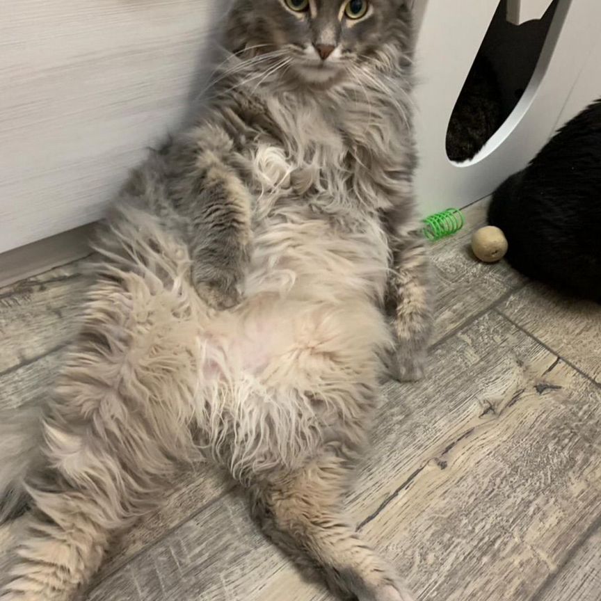 Серёженька ищет дом