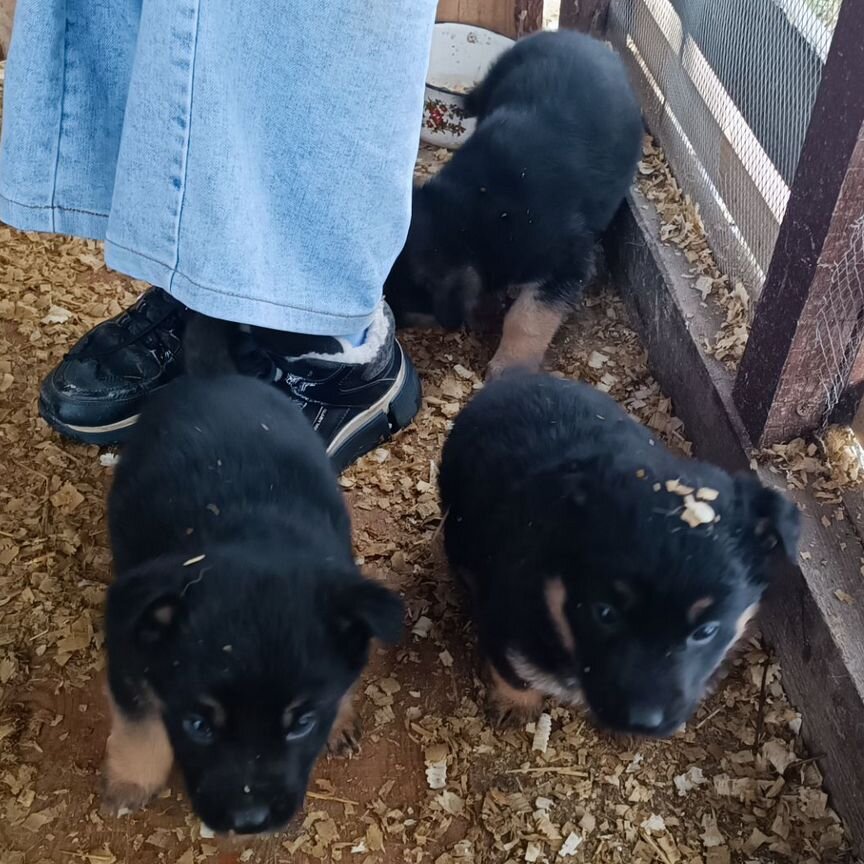 Немецкая овчарка, щенок