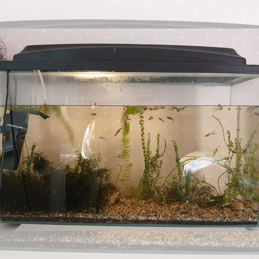 Аквариум в полной комплектации