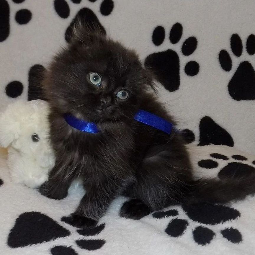 Шотландский вислоухий длинношёрстный котёнок
