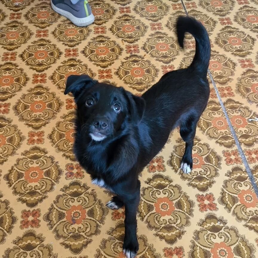 Собачка девочка