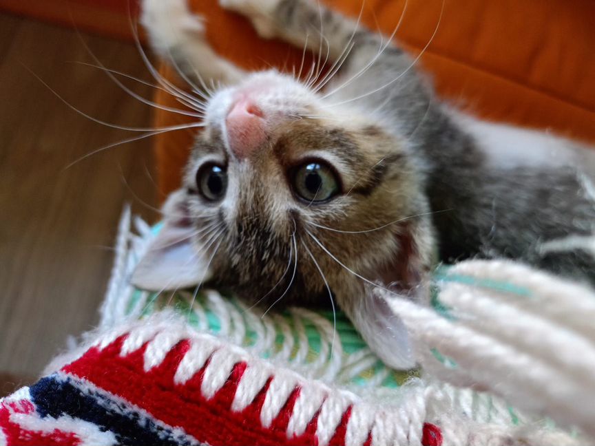 Котята ищут добрые руки