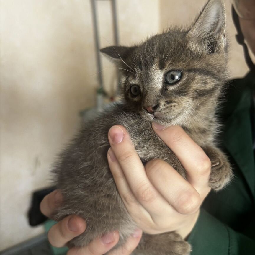 Котенок в добрые руки
