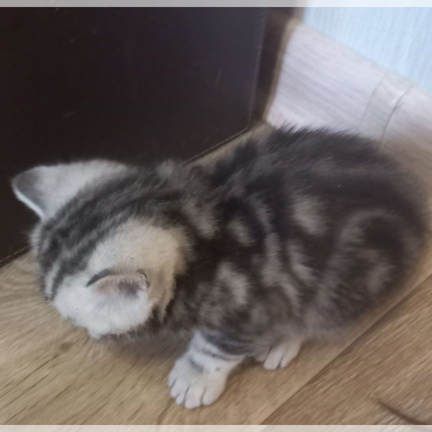 Шотландские котята