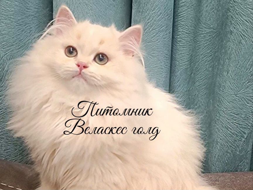 Британская длинношерстная красотка