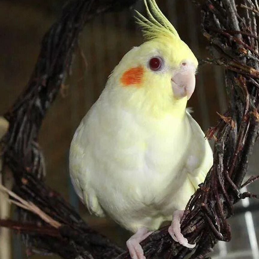 Попугай корелла ручной