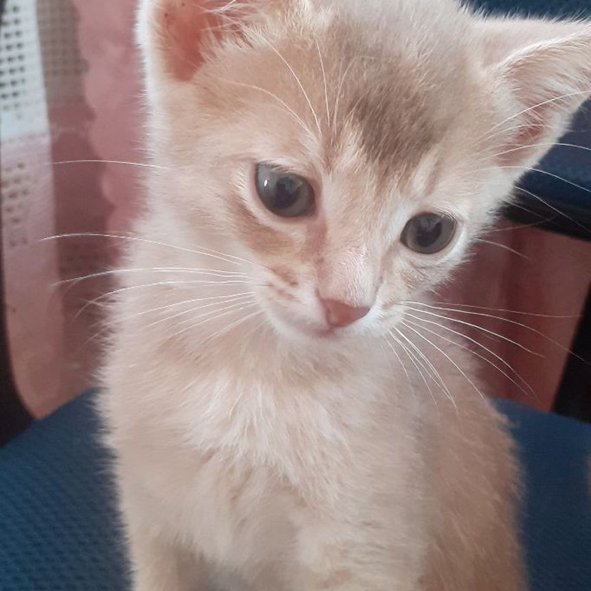 Котята