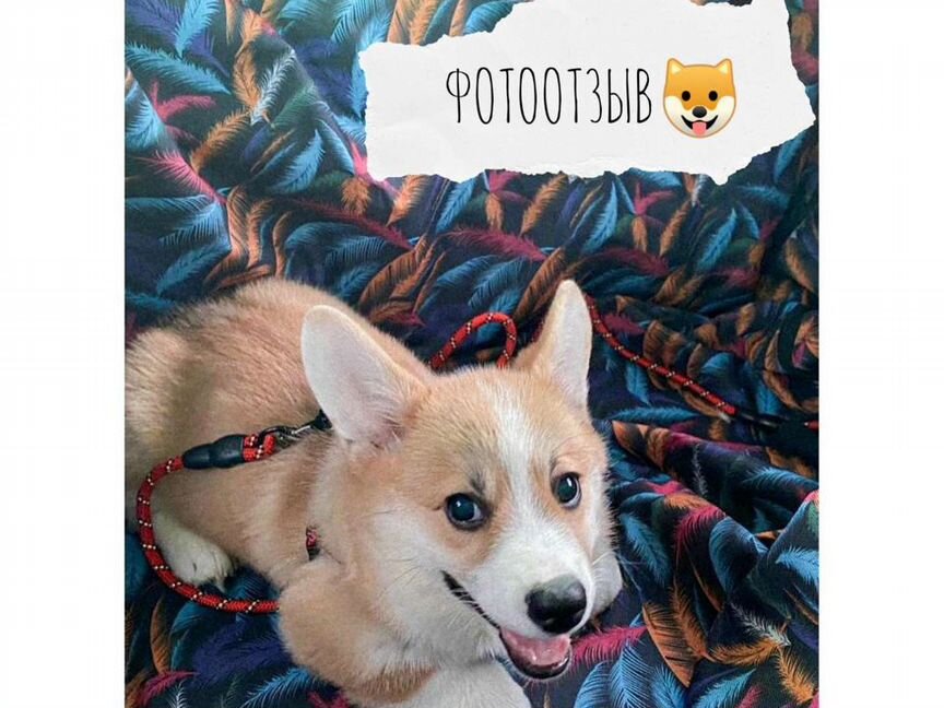 Автогамак для перевозки собак