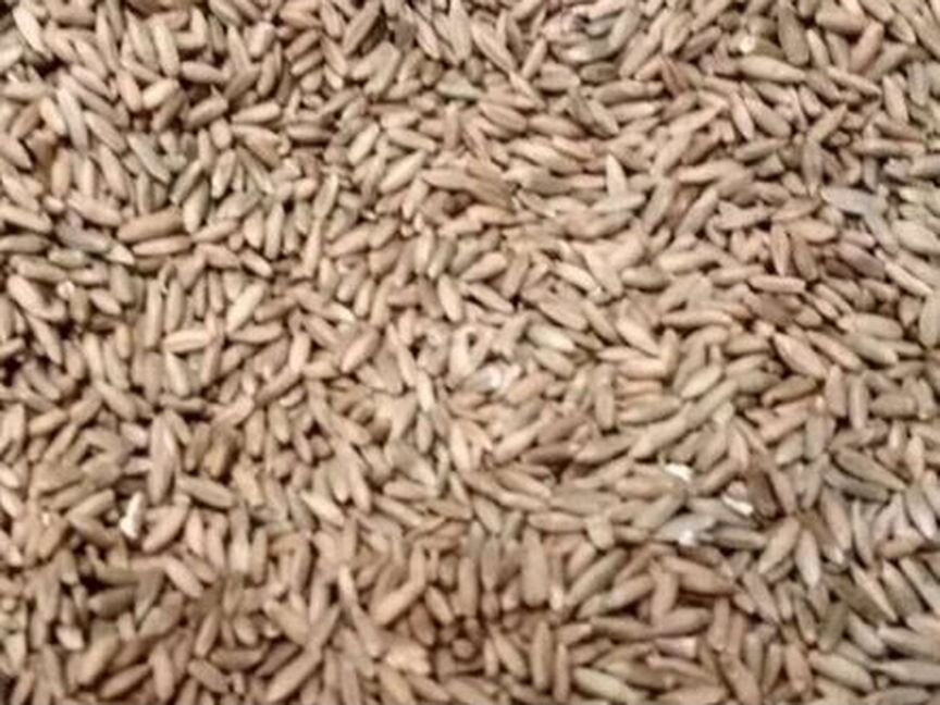 Зерно Ячмень,арпа,пшеница