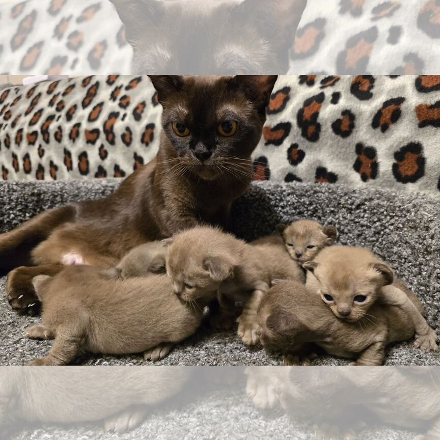 Бурманские котята