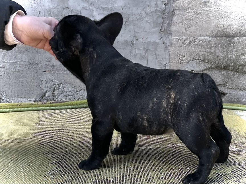 Очаровательные французские бульдожки