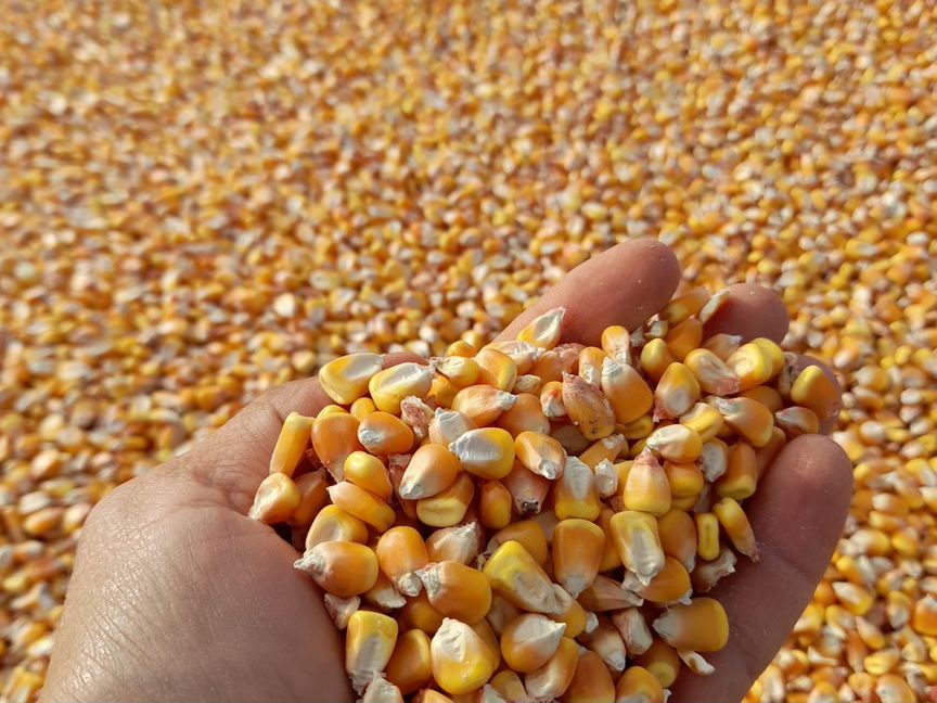 Кукуруза зерно