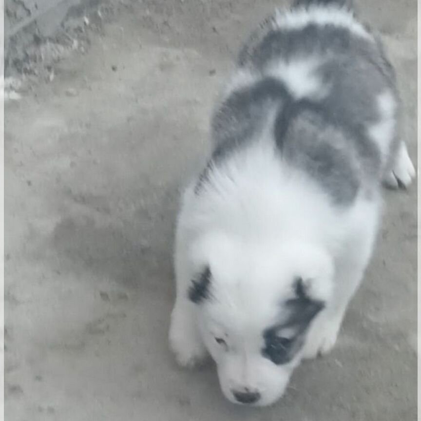 Продаю Шенка алабая