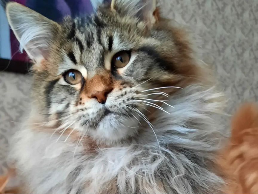 Котенок мейн-кун в лесном окрасе