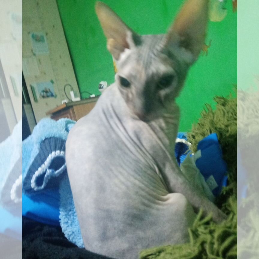 Канадский сфинкс, взрослая кошка