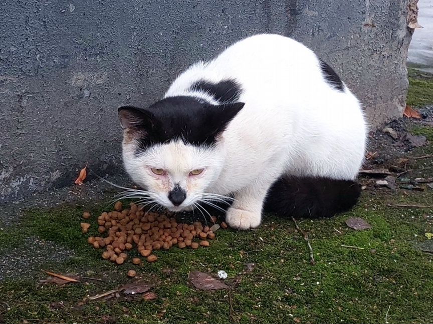 Кот-Джокер