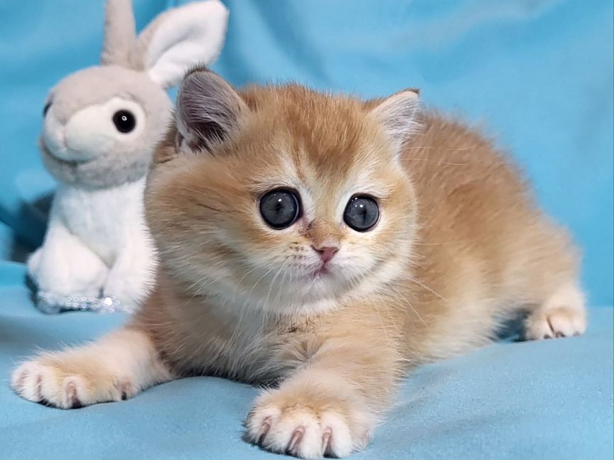 Британские котята золотые шиншиллы