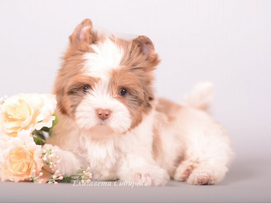 Мальчик цветного йорка