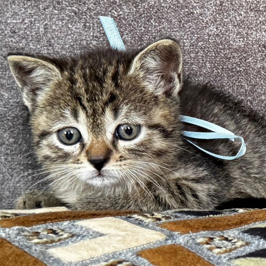Котёнок от частного владельца