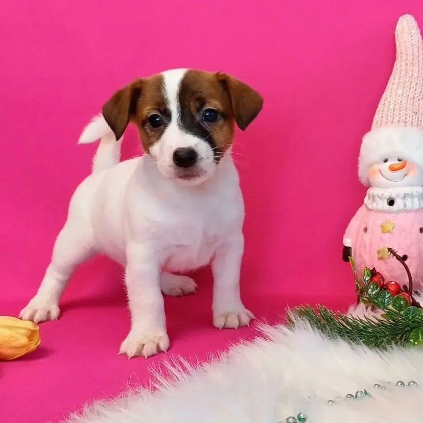 Джек-рассел-терьер, щенок