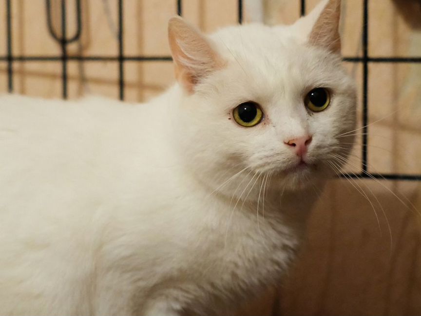 Белоснежный кот Яшенька из приюта в добрые руки