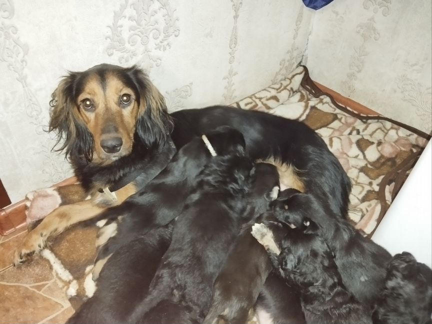 Щенки спаниеля