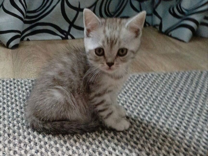Продам котят Шотландские
