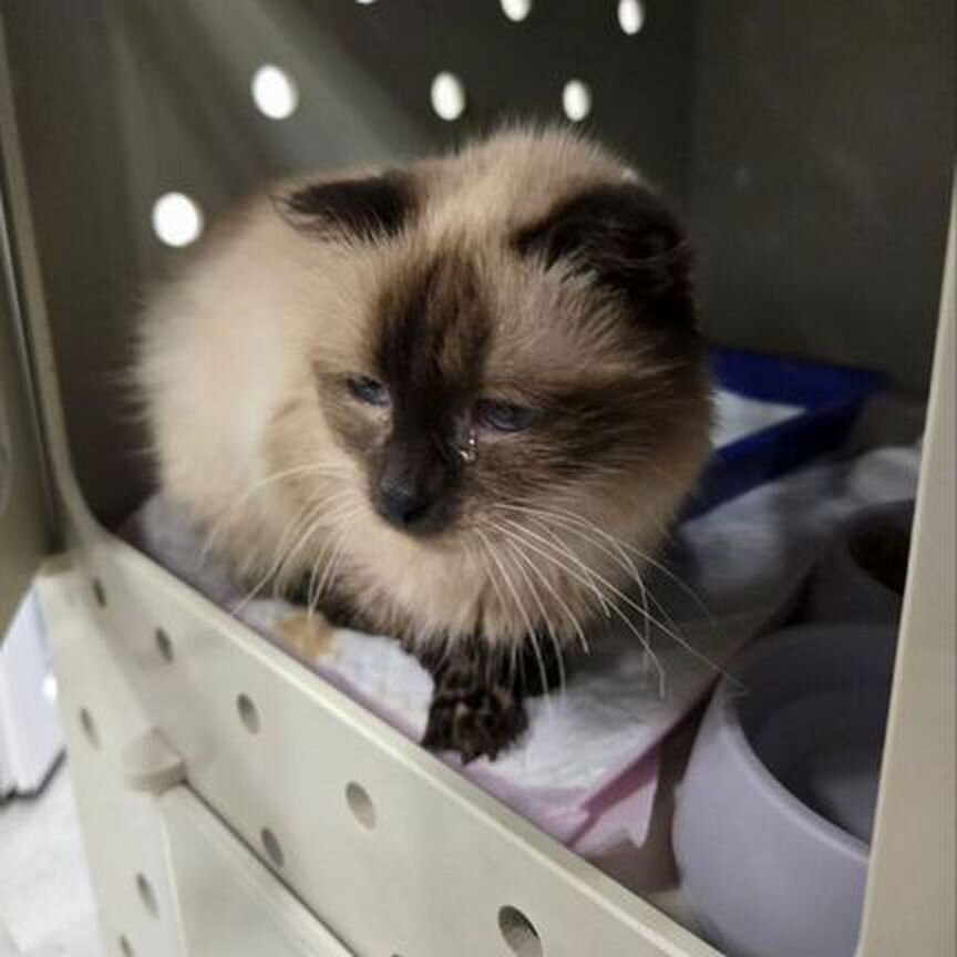 Тайский кот