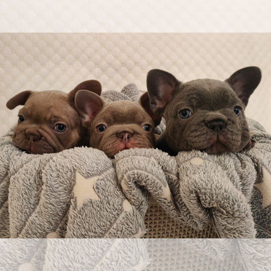 Французский бульдог, щенок