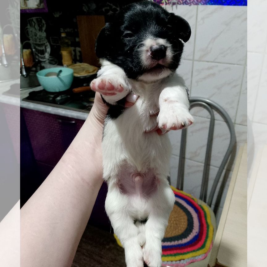 Русская гончая, щенок