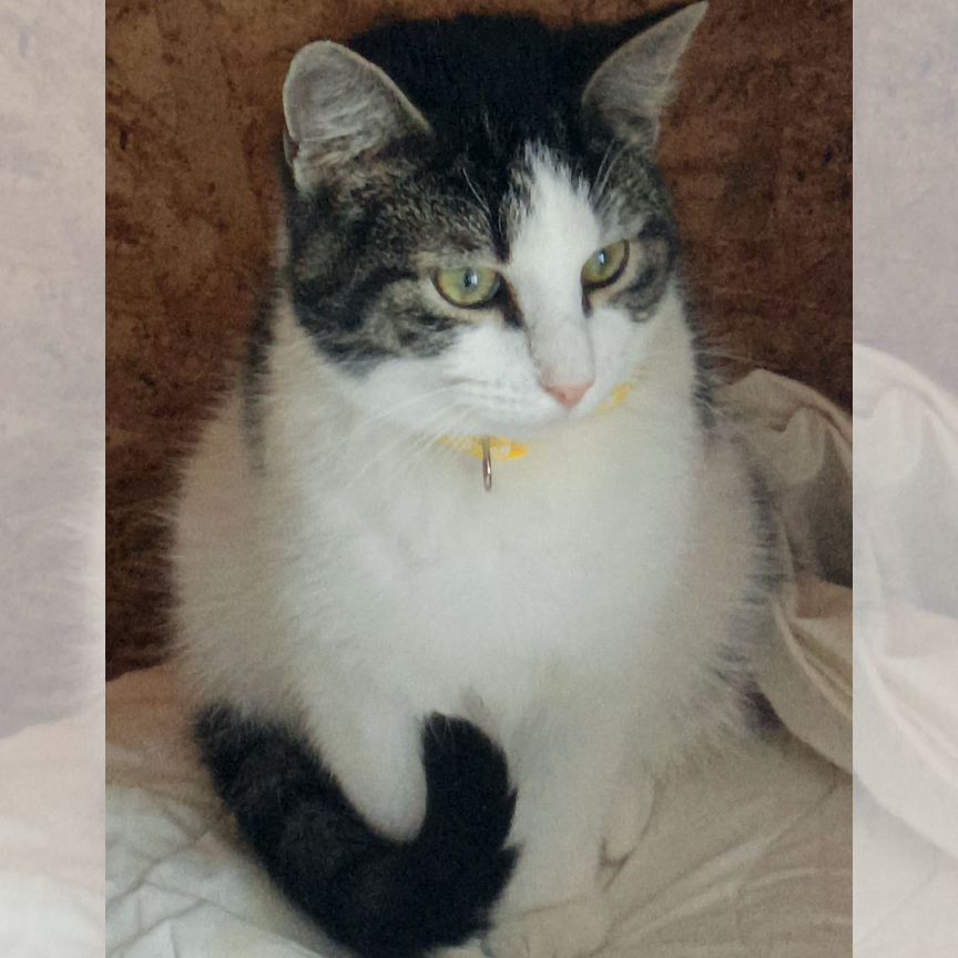 Взрослая, кошка в добрые руки