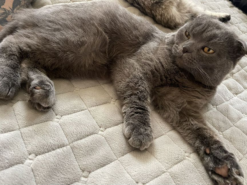 Кот