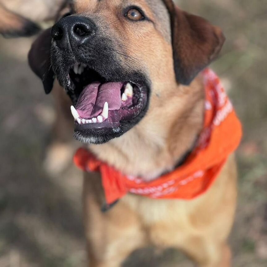 Невероятный красавчик Смурфик ждё хозяина в приюте