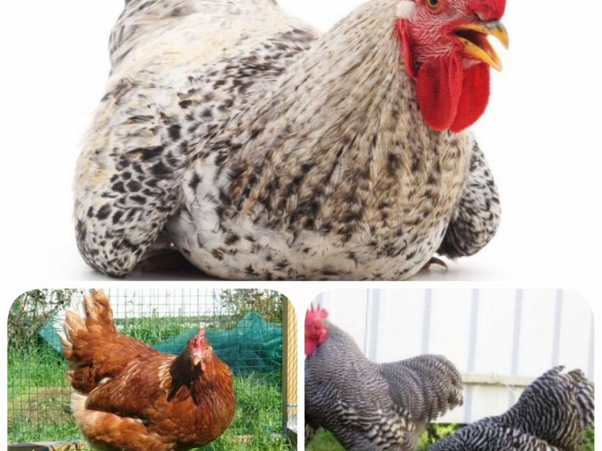 Цыплята голошейки, Редбро, Мастер Гриз