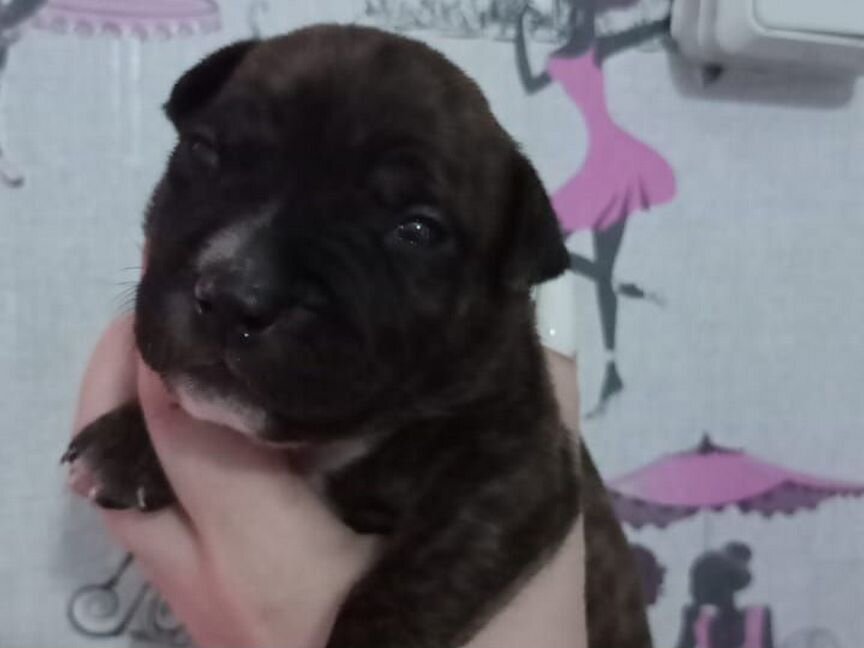 Щенок стаффорда