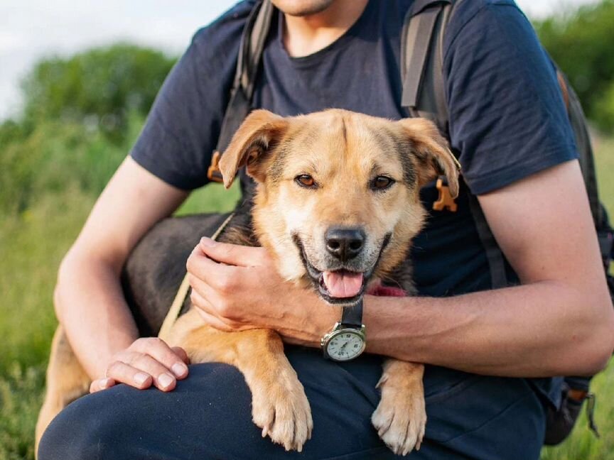 Общительный Бобби ждёт хозяина