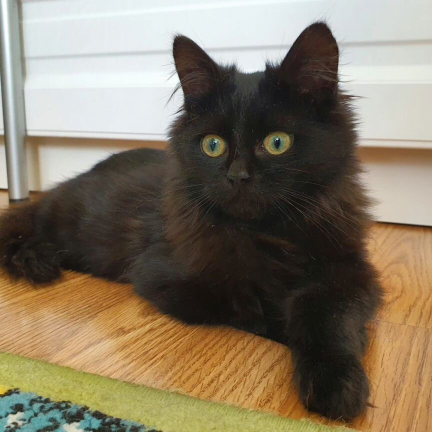 Котенок в добрые руки