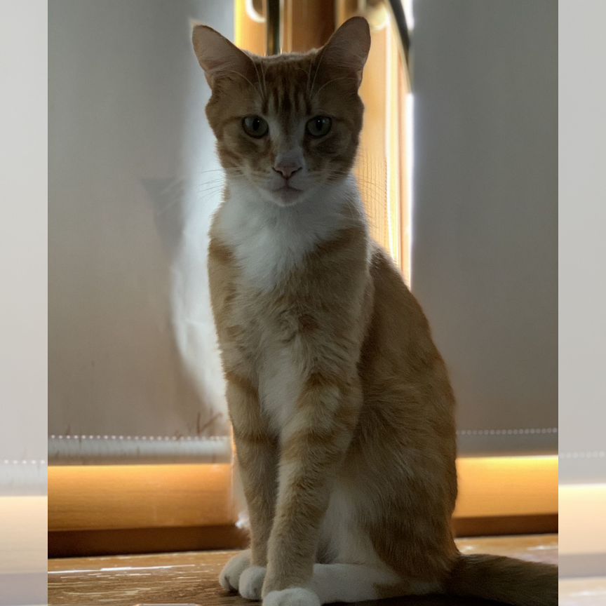 Взрослый кот в добрые руки