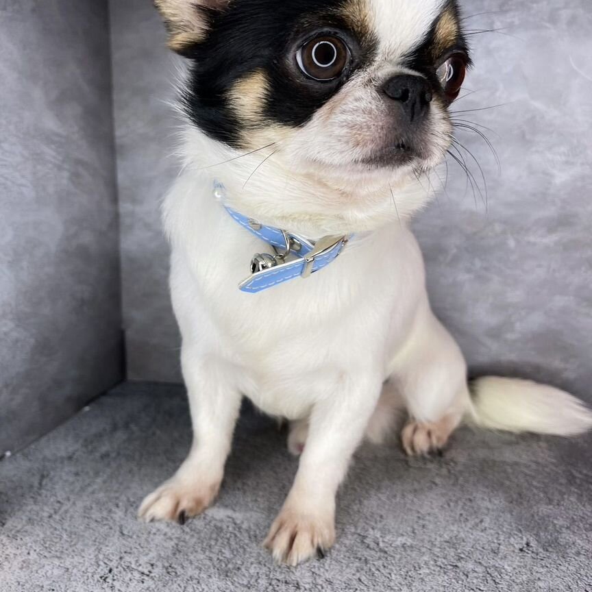 Мальчик Чихуахуа в Экстремальном типе