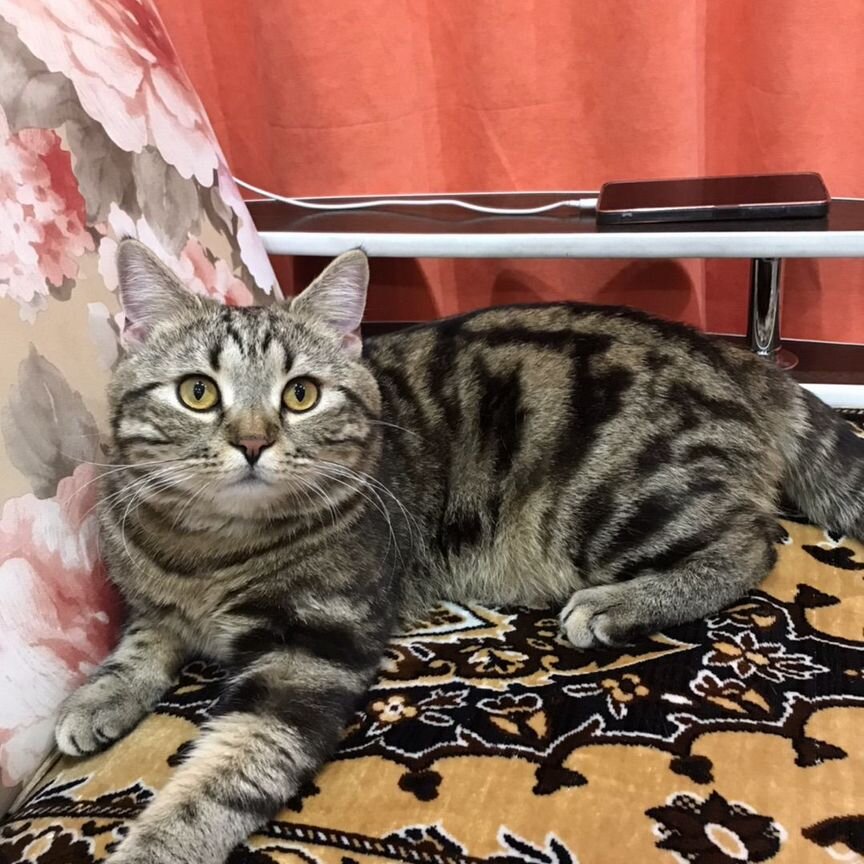 Кот