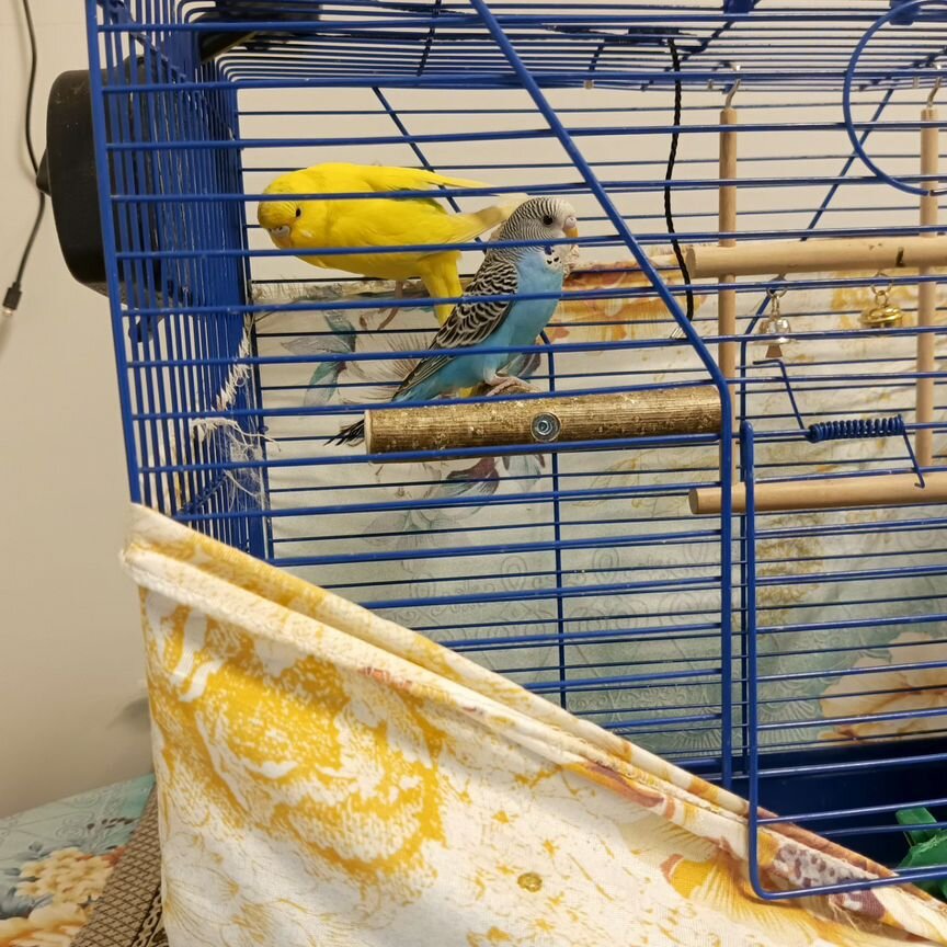 Волнистый попугай с клеткой
