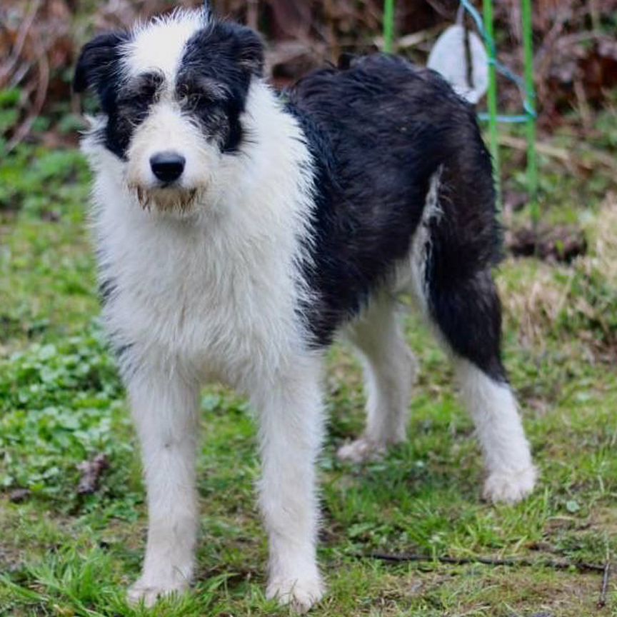 Щенок в добрые руки