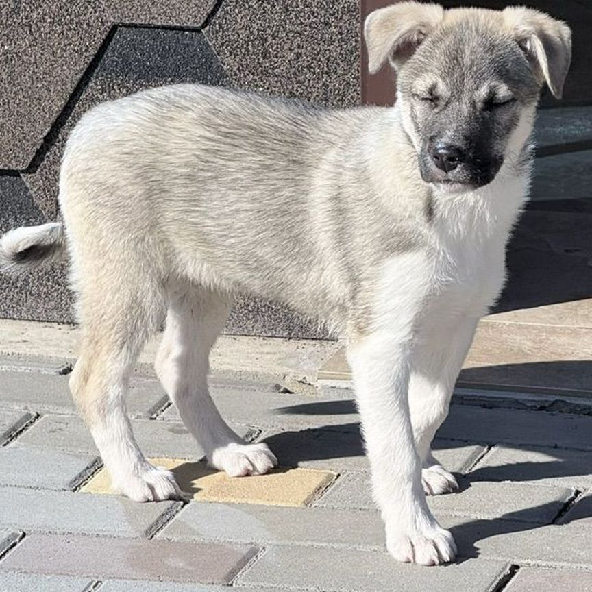 Щенок в добрые руки