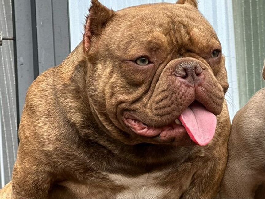 Американский булли нано вязка